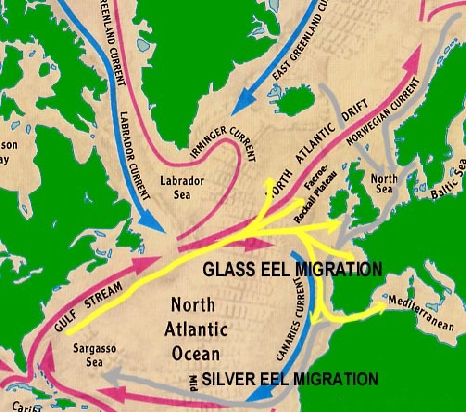 The Life Cycle – UK Glass Eels