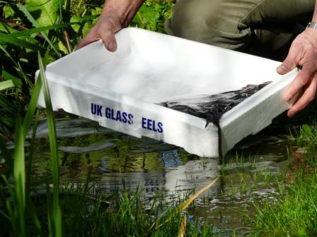 The Life Cycle – UK Glass Eels