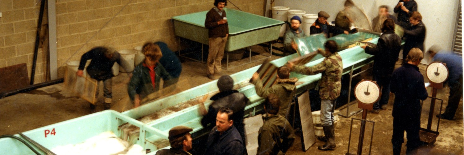 About Us – UK Glass Eels