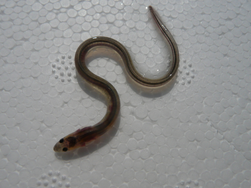 Papers – UK Glass Eels